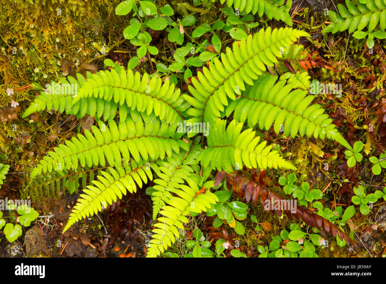Parrish lake trail hi-res stock photography and images - Alamy
