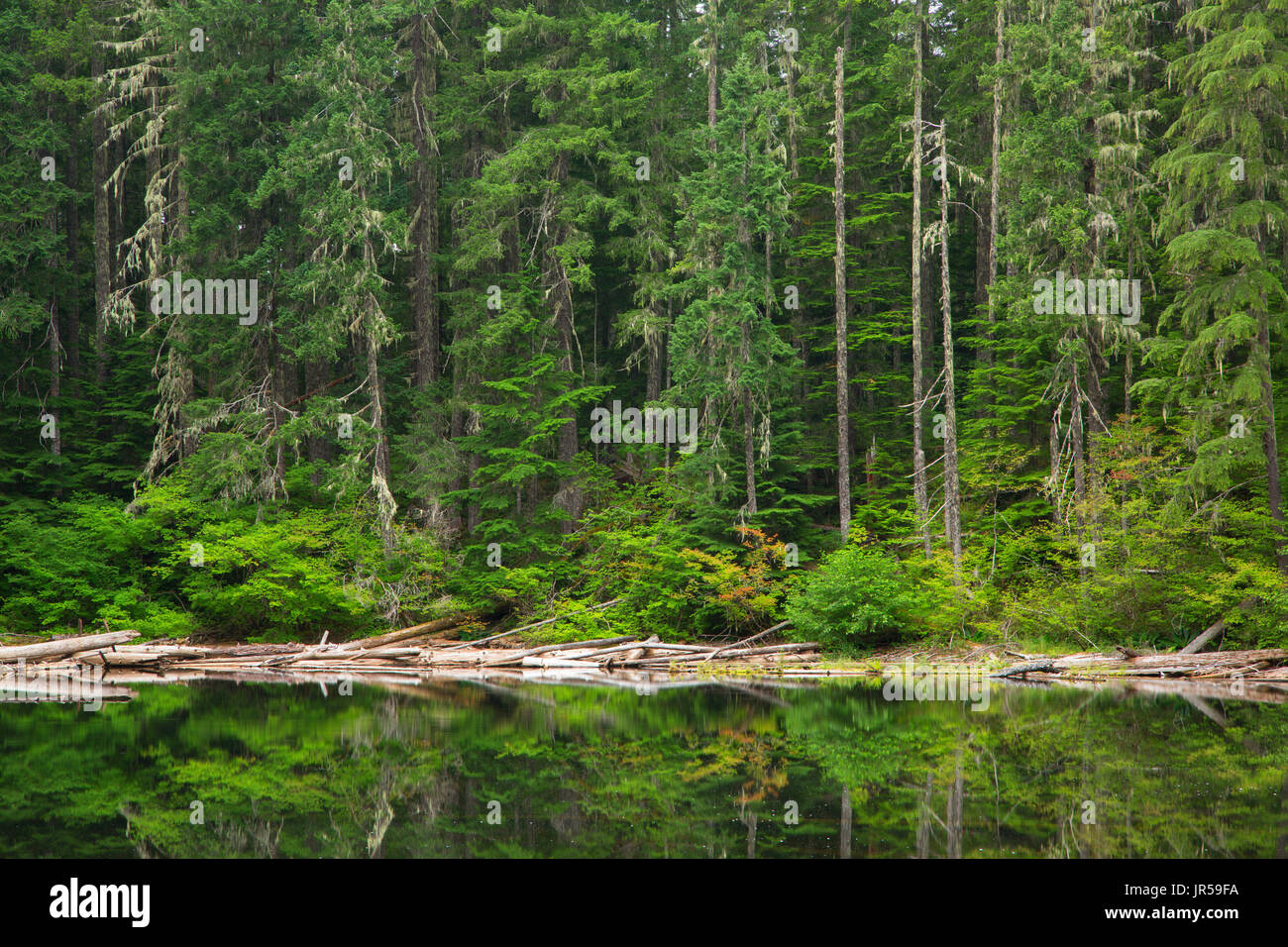 Short Lake, Willamette National Forest, Oregon Stock Photo - Alamy