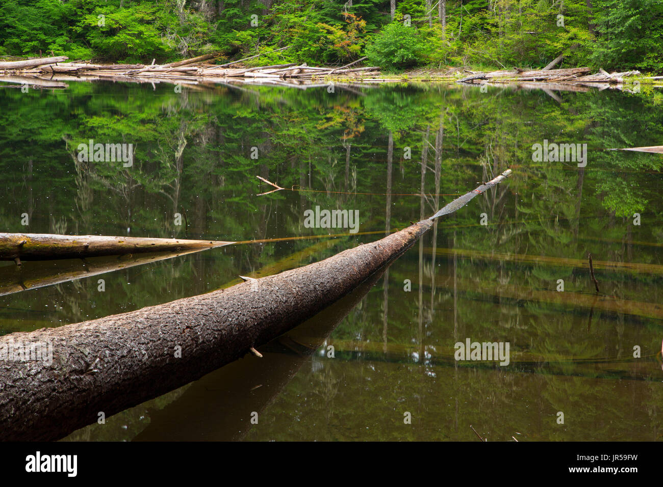 Short Lake, Willamette National Forest, Oregon Stock Photo - Alamy