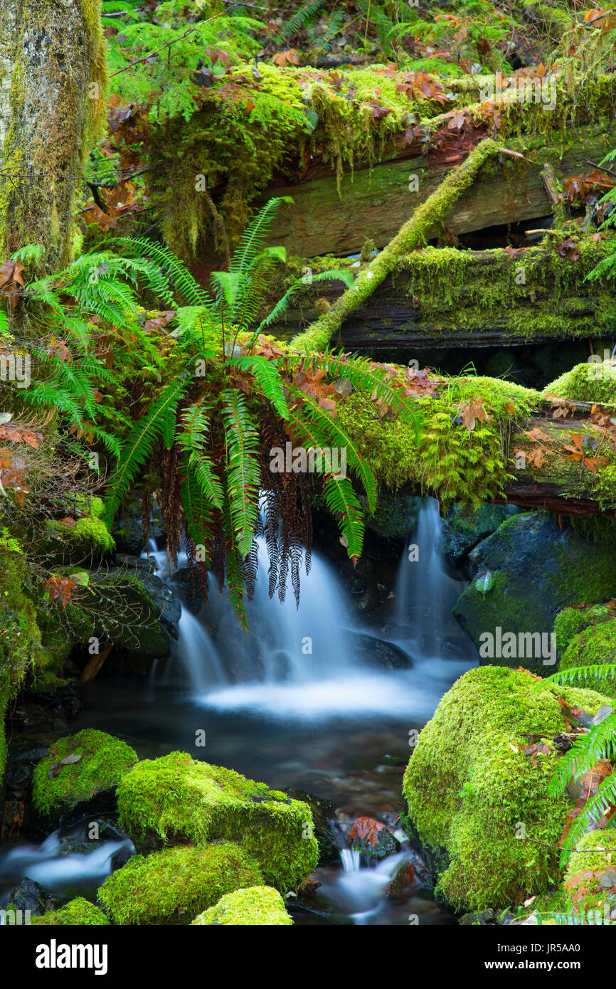 Forest cascade near French Creek, Willamette National Forest, Oregon ...