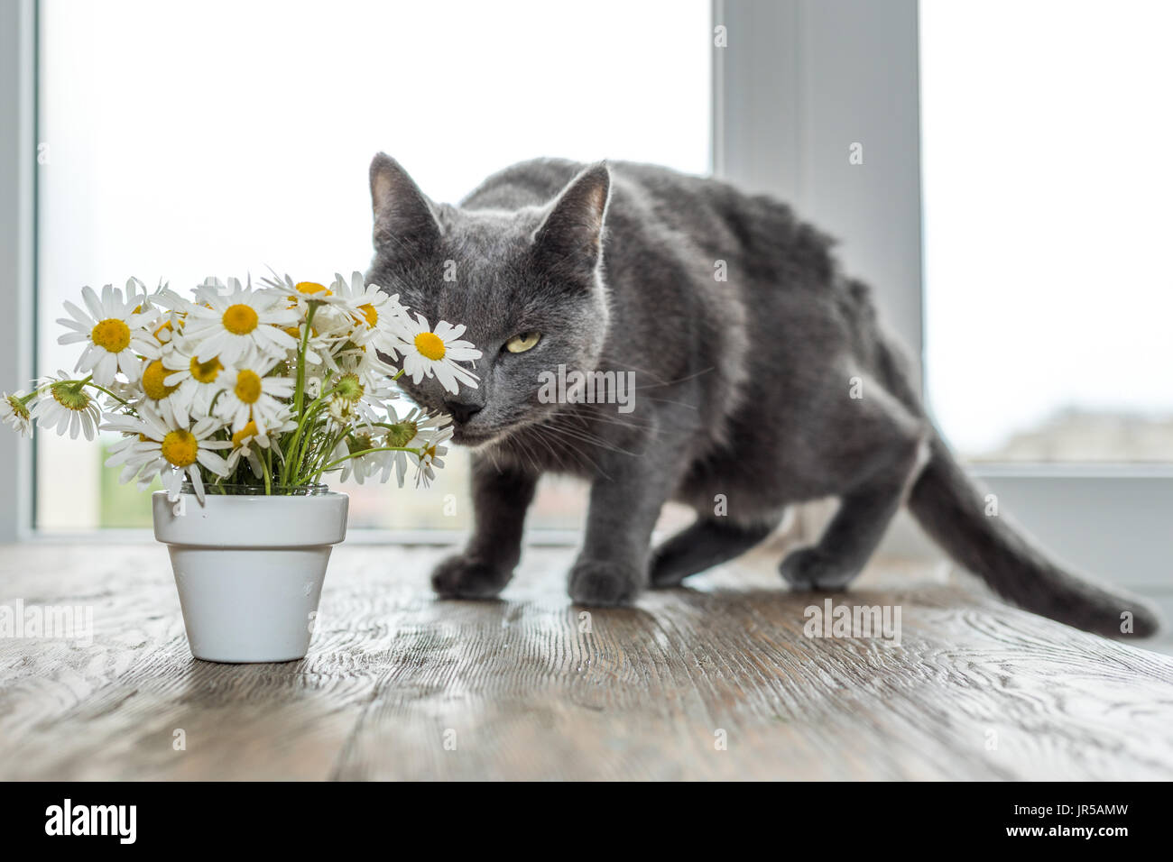 Russian blue cat and beautiful white flowers daisies Stock Photo - Alamy