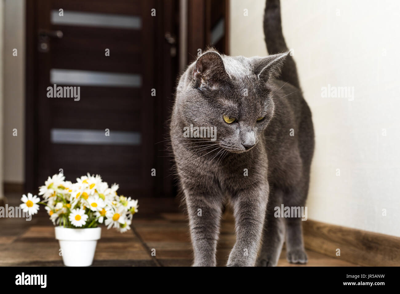 Russian blue cat and beautiful white flowers daisies Stock Photo - Alamy
