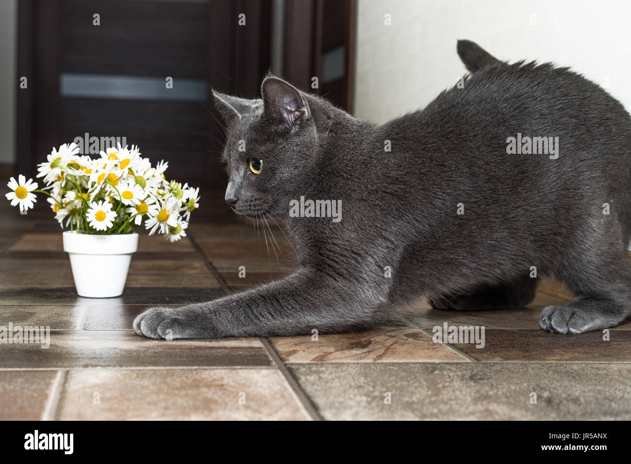 Russian blue cat and beautiful white flowers daisies Stock Photo - Alamy