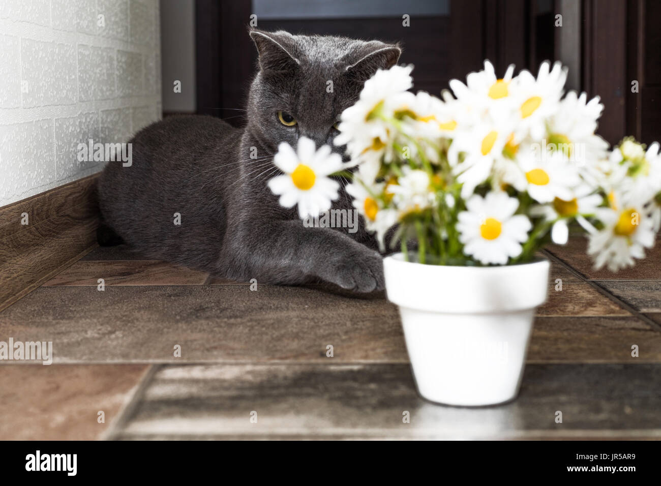 Russian blue cat and beautiful white flowers daisies Stock Photo - Alamy
