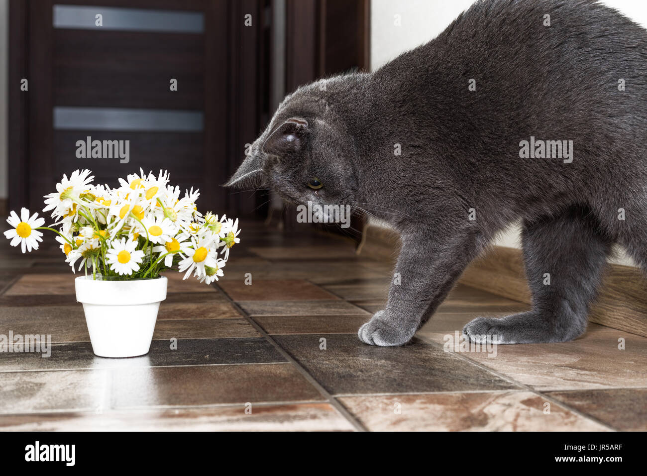 Russian blue cat and beautiful white flowers daisies Stock Photo - Alamy
