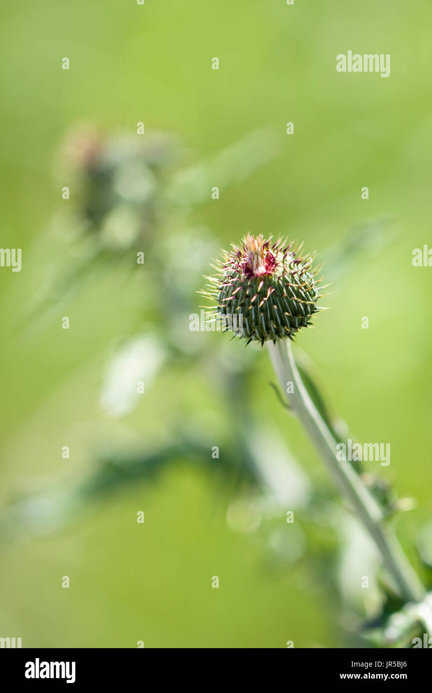 Florist thistle hi-res stock photography and images - Alamy