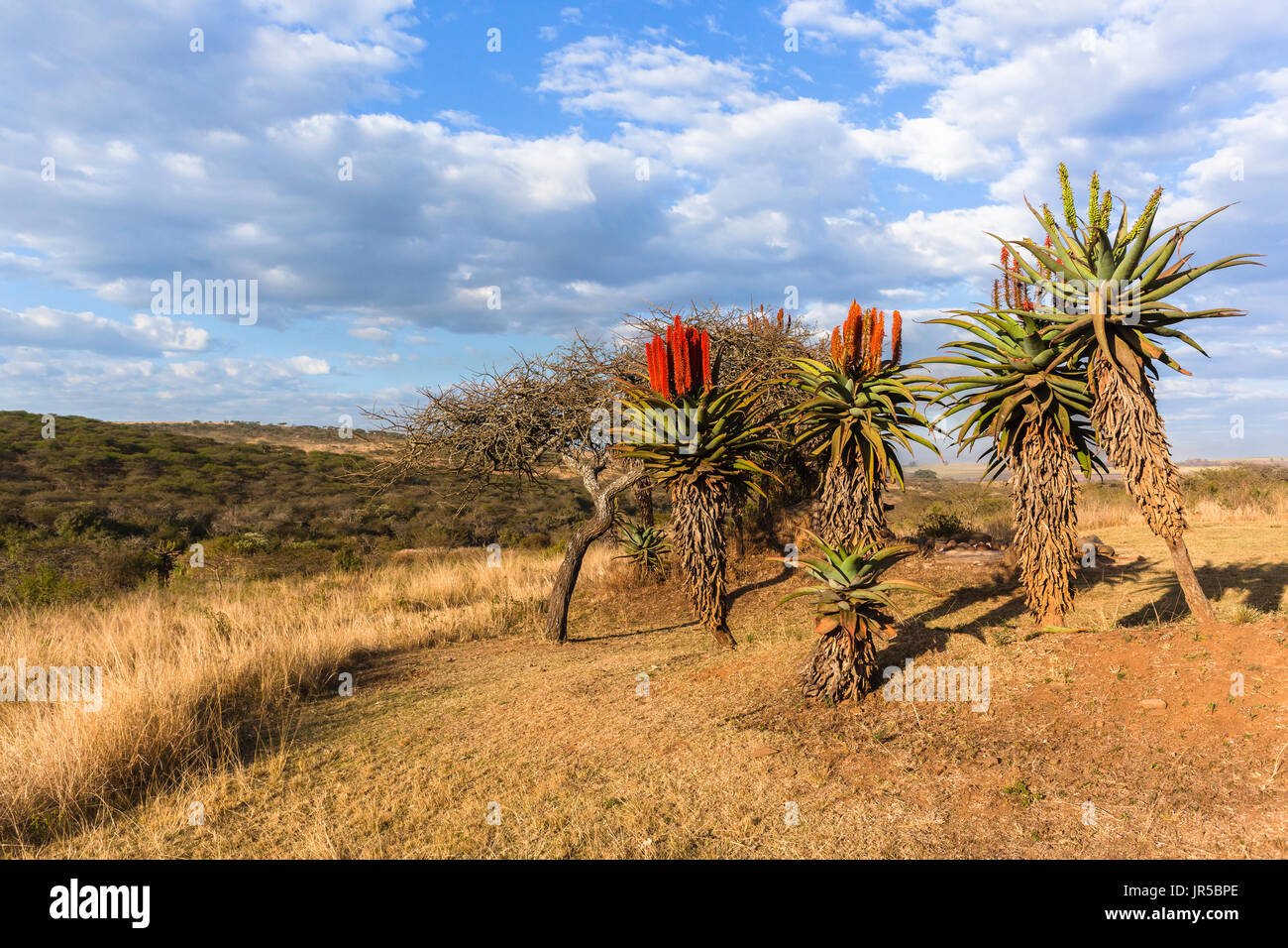 Scenic african safari morning landscape of aloes flowers and acacia ...