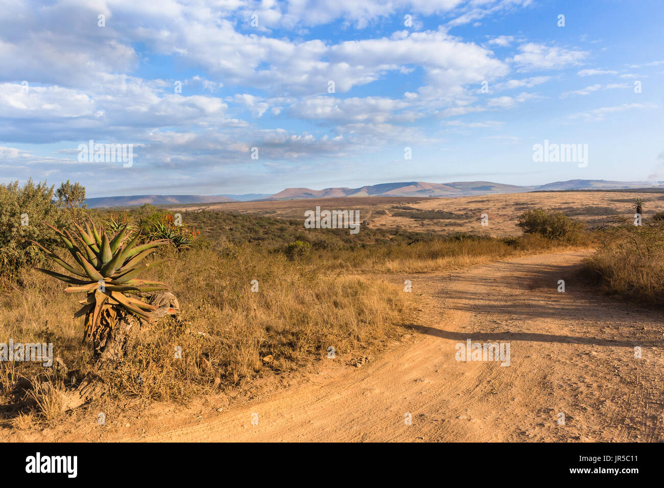 Scenic african safari morning dirt road track landscape of aloes ...