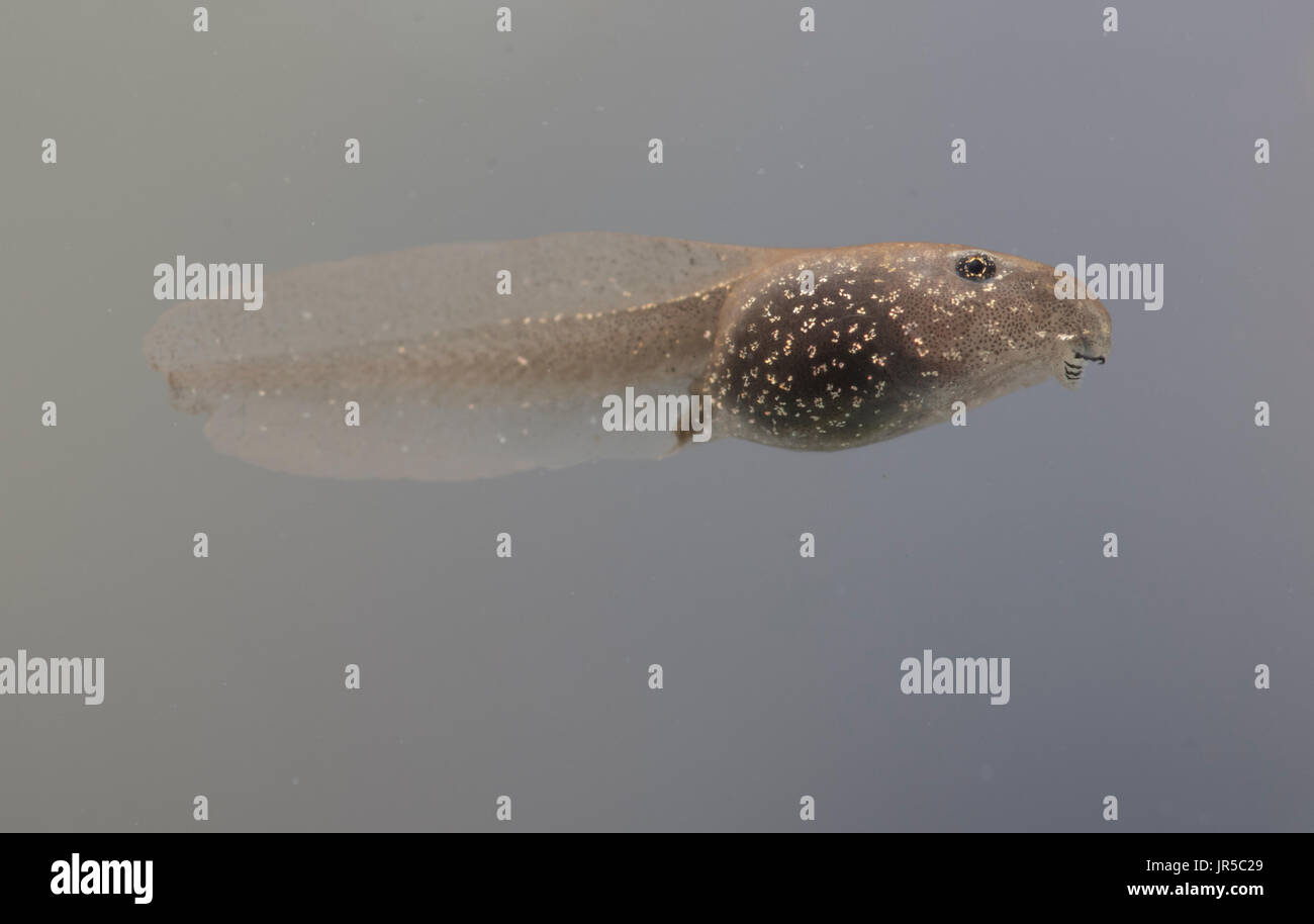 Common frog tadpole swimming underwater Stock Photo - Alamy