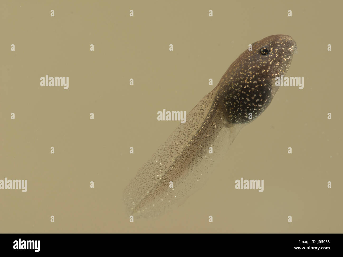 Common frog tadpole swimming underwater Stock Photo - Alamy