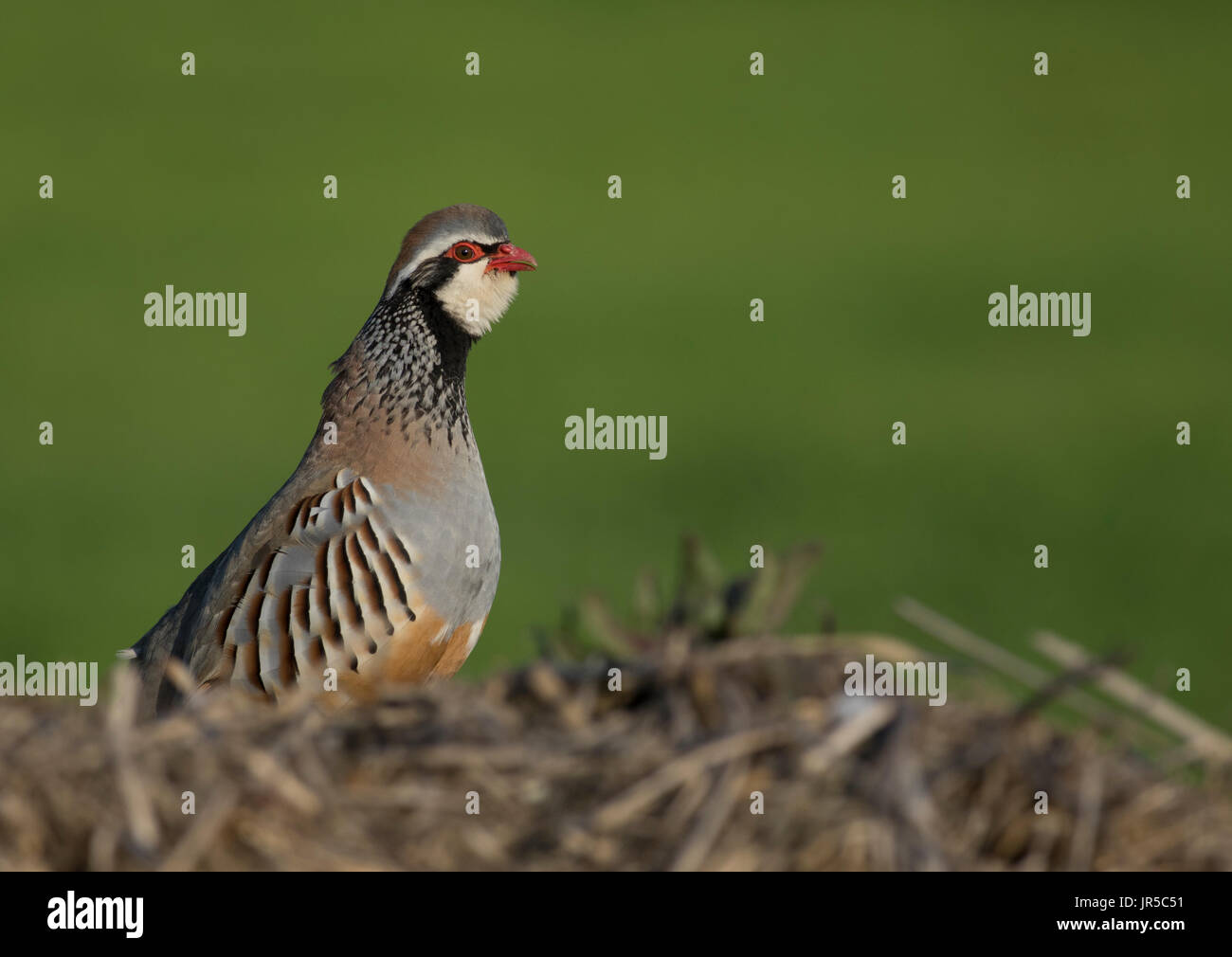 Red legged partridge (french) calling on mound Stock Photo - Alamy