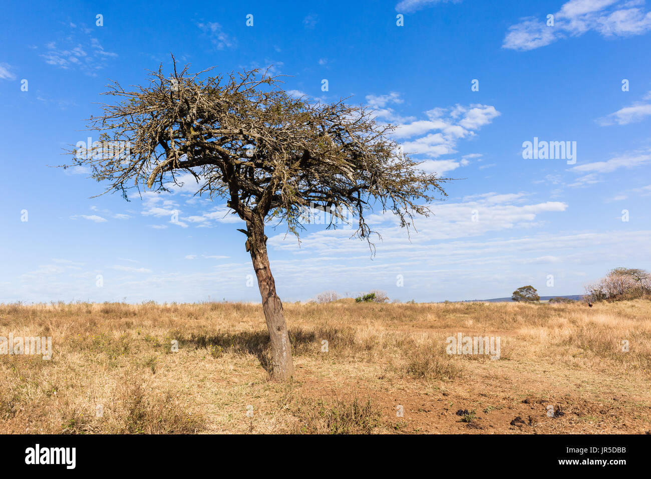 Wilderness dry winter trees wildlife nature reserve landscape Stock ...
