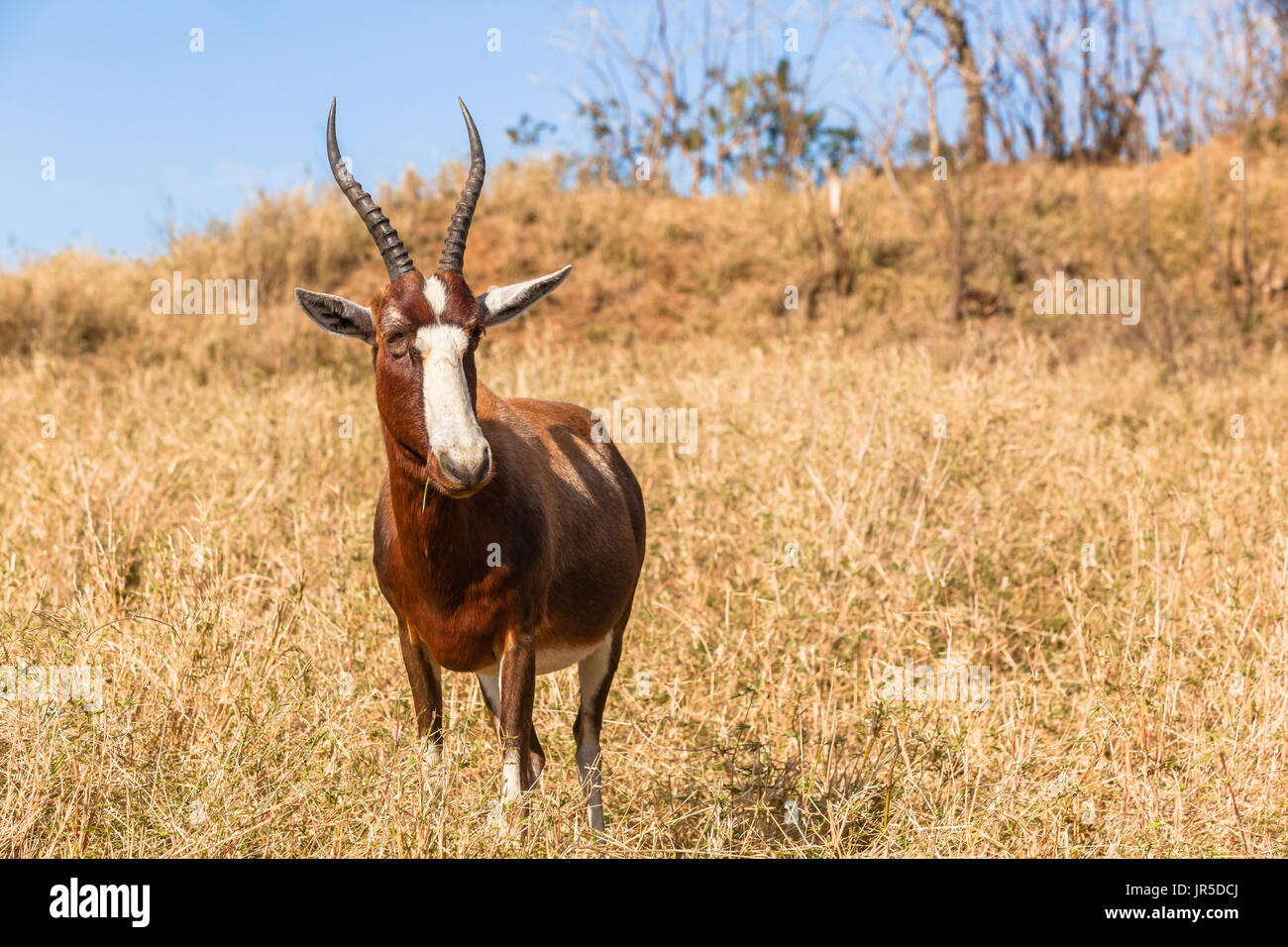 Buck blesbok male animals closeup eye to eye wildlife animal safari ...