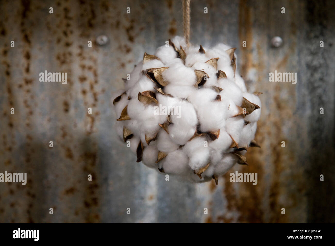 Texas cotton plant hi-res stock photography and images - Alamy
