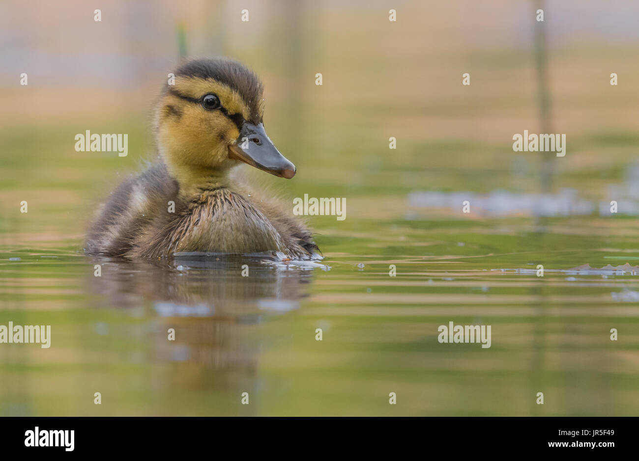 Duckling swimming alone in the pond Stock Photo - Alamy