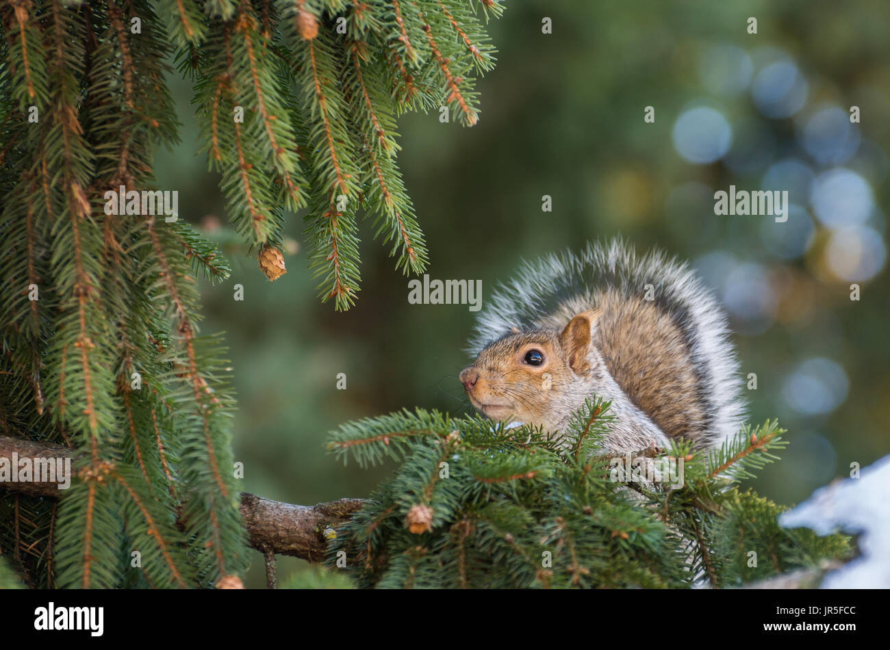 Squirrel in tree looks like Christmas decoration Stock Photo - Alamy