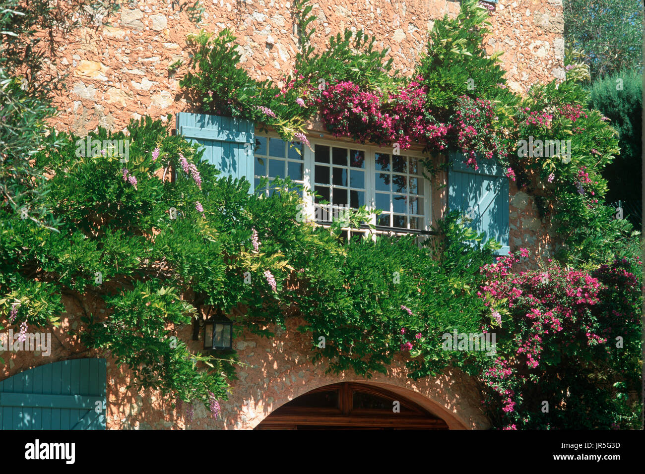 Flowering vines on facade Stock Photo - Alamy