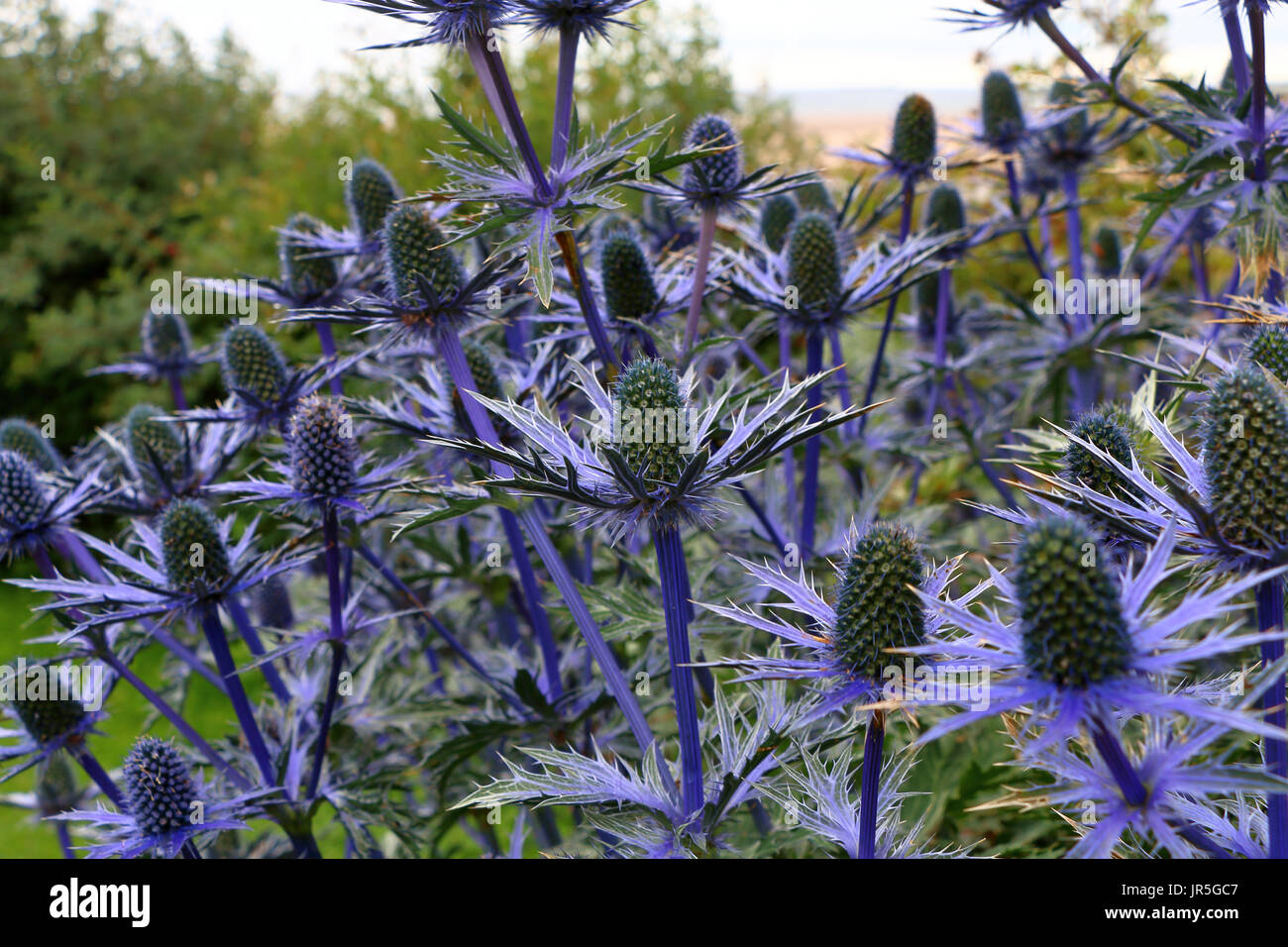 Blue Sea Holly High Resolution Stock Photography and Images - Alamy