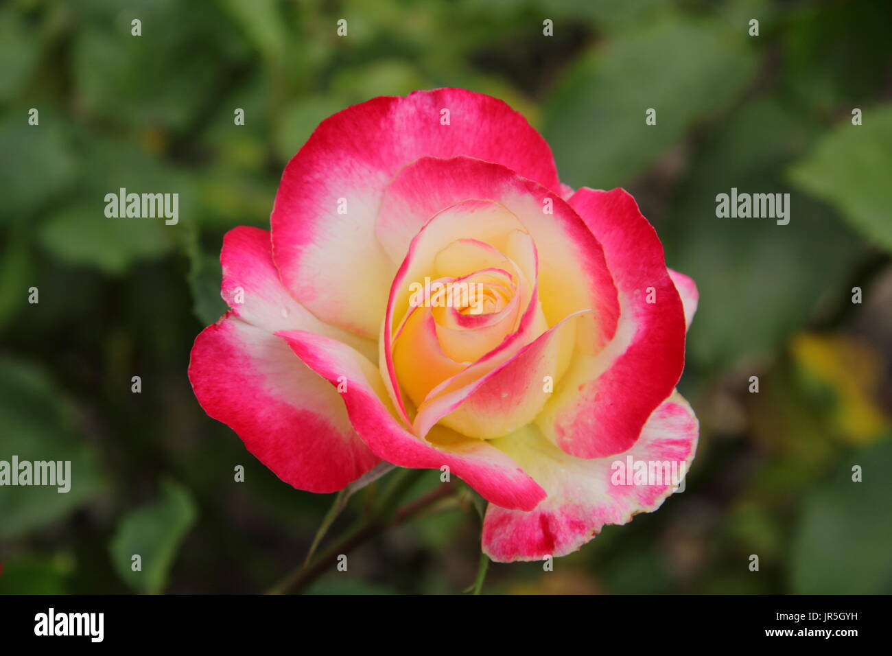 Hybrid tea rose double delight hi-res stock photography and images - Alamy
