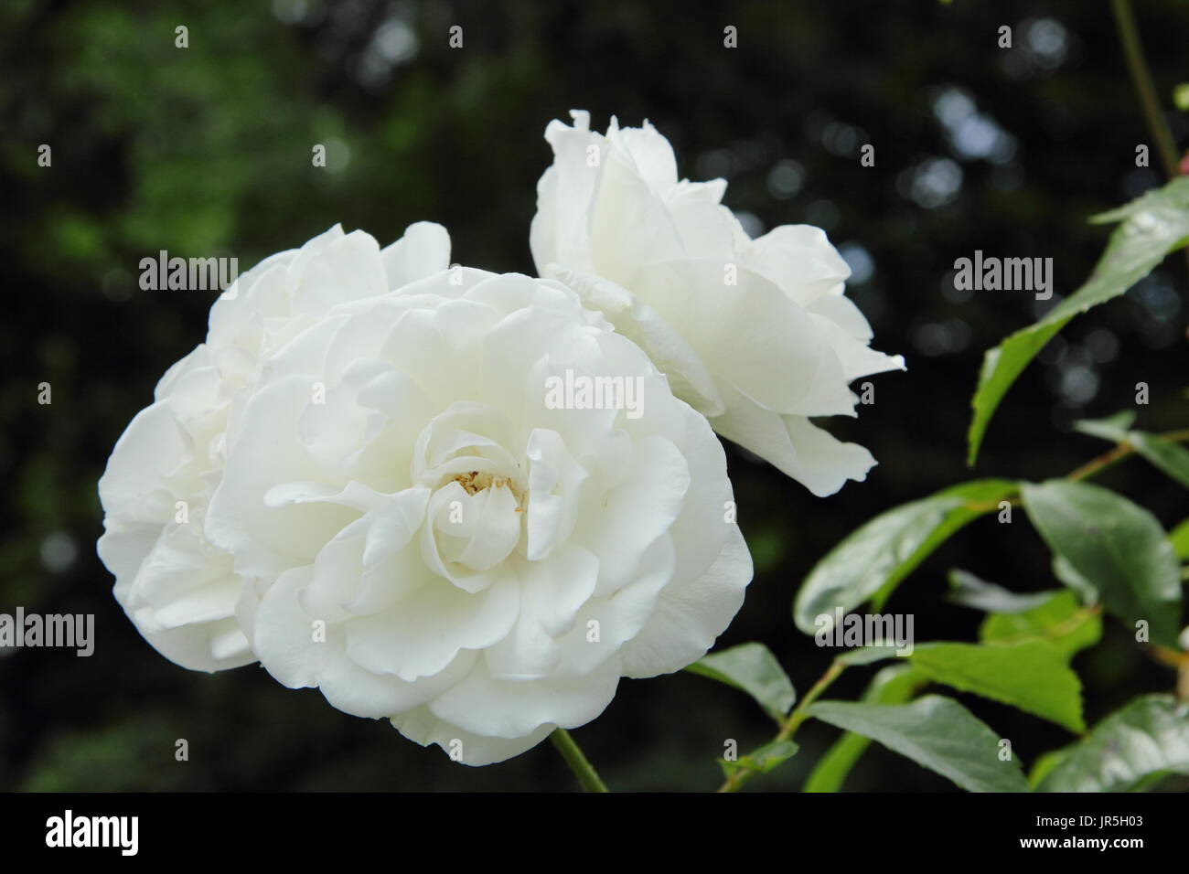 Rosa ICEBERG, a floribunda climbing rose, flowering in an summer garden ...
