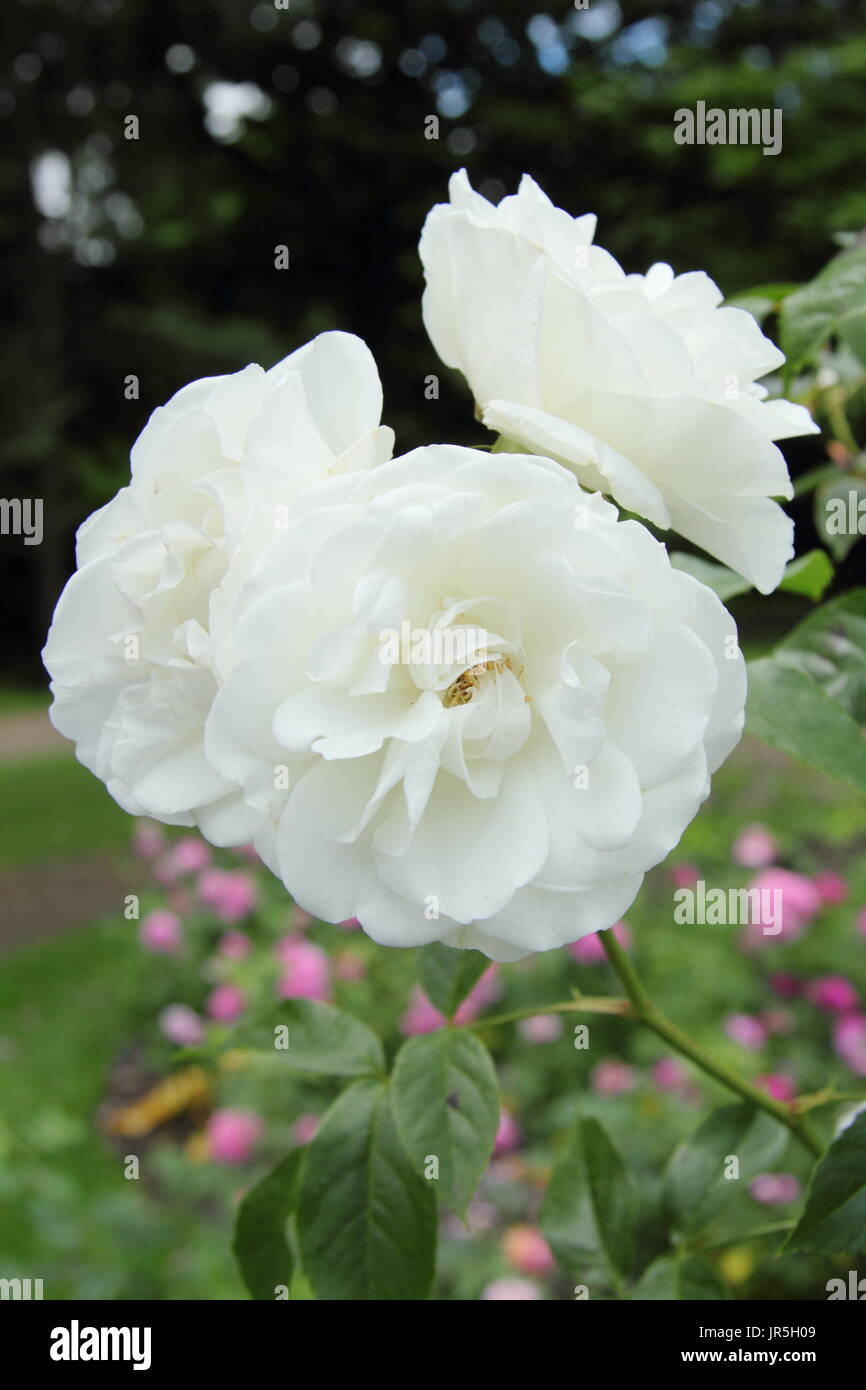 Rosa ICEBERG, a floribunda climbing rose, flowering in an summer garden ...