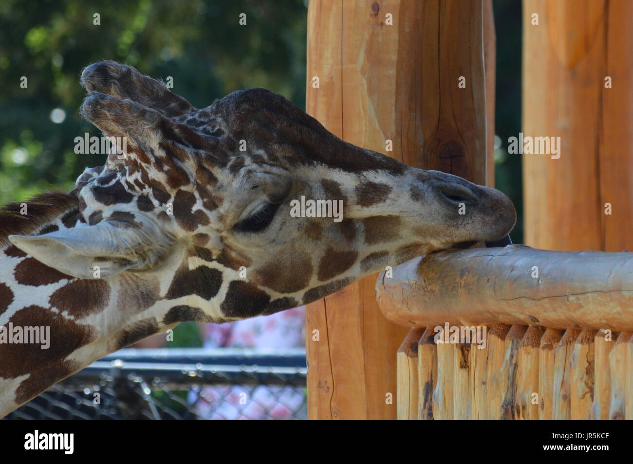 Feeding a giraffe Stock Photo - Alamy