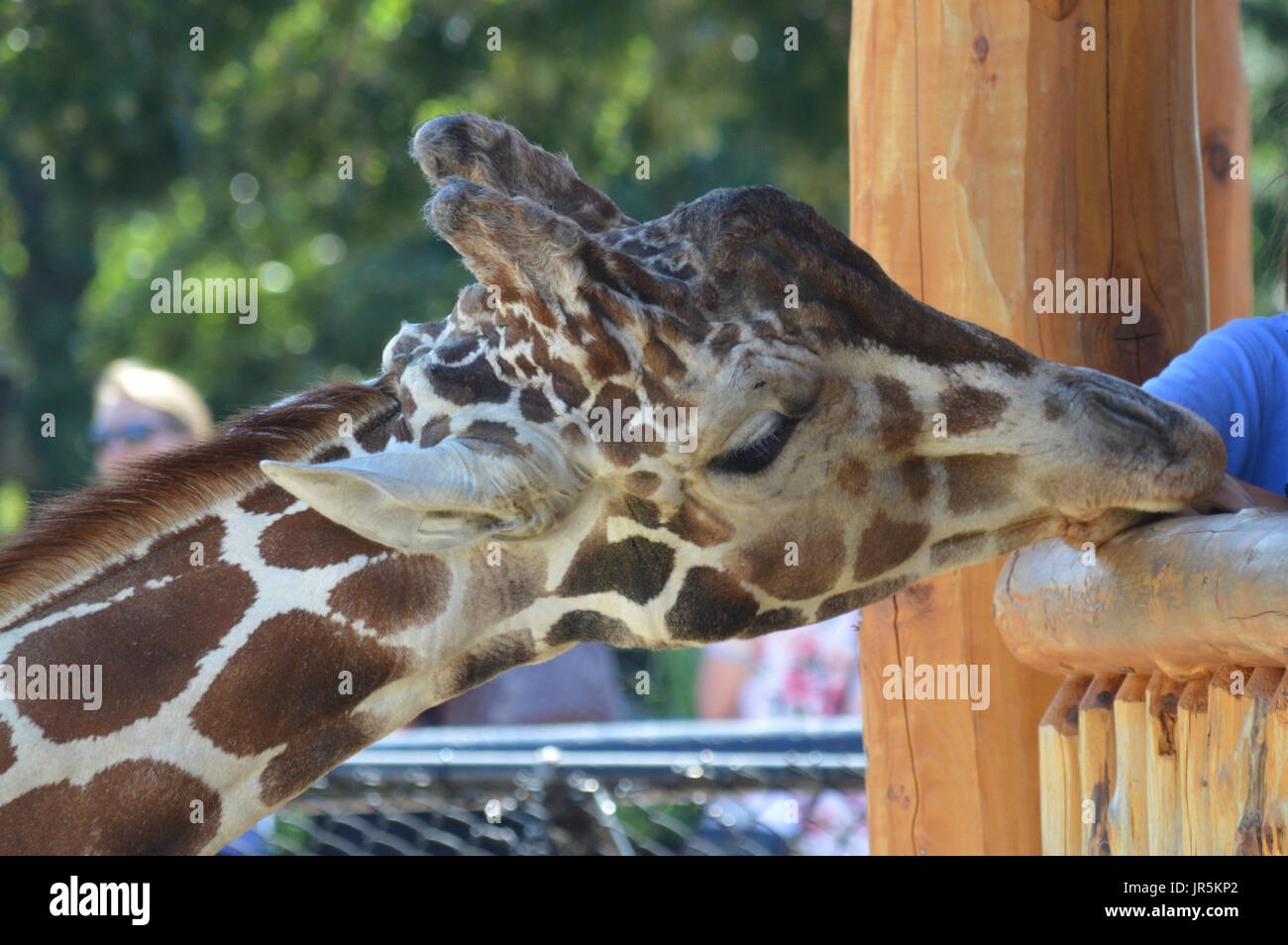 Feeding a giraffe Stock Photo - Alamy