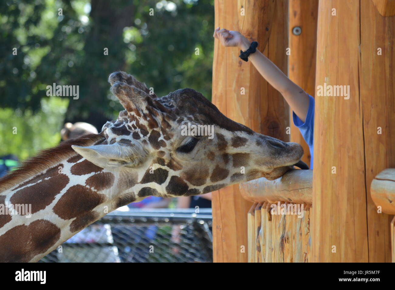 Feeding a giraffe Stock Photo - Alamy