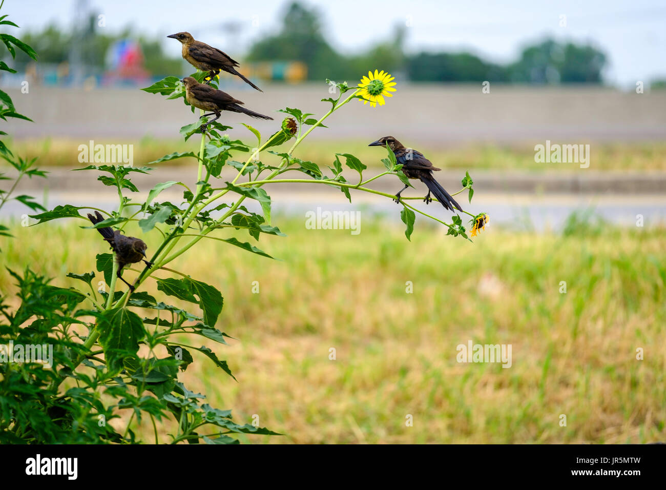 Fledgling great tailed grackles hi-res stock photography and images - Alamy