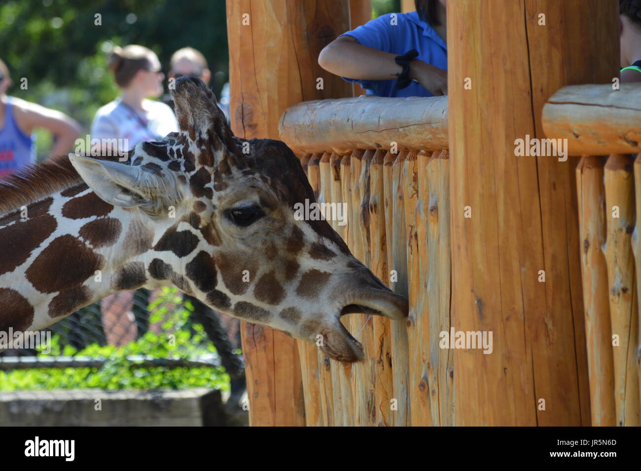 Feeding a giraffe Stock Photo - Alamy