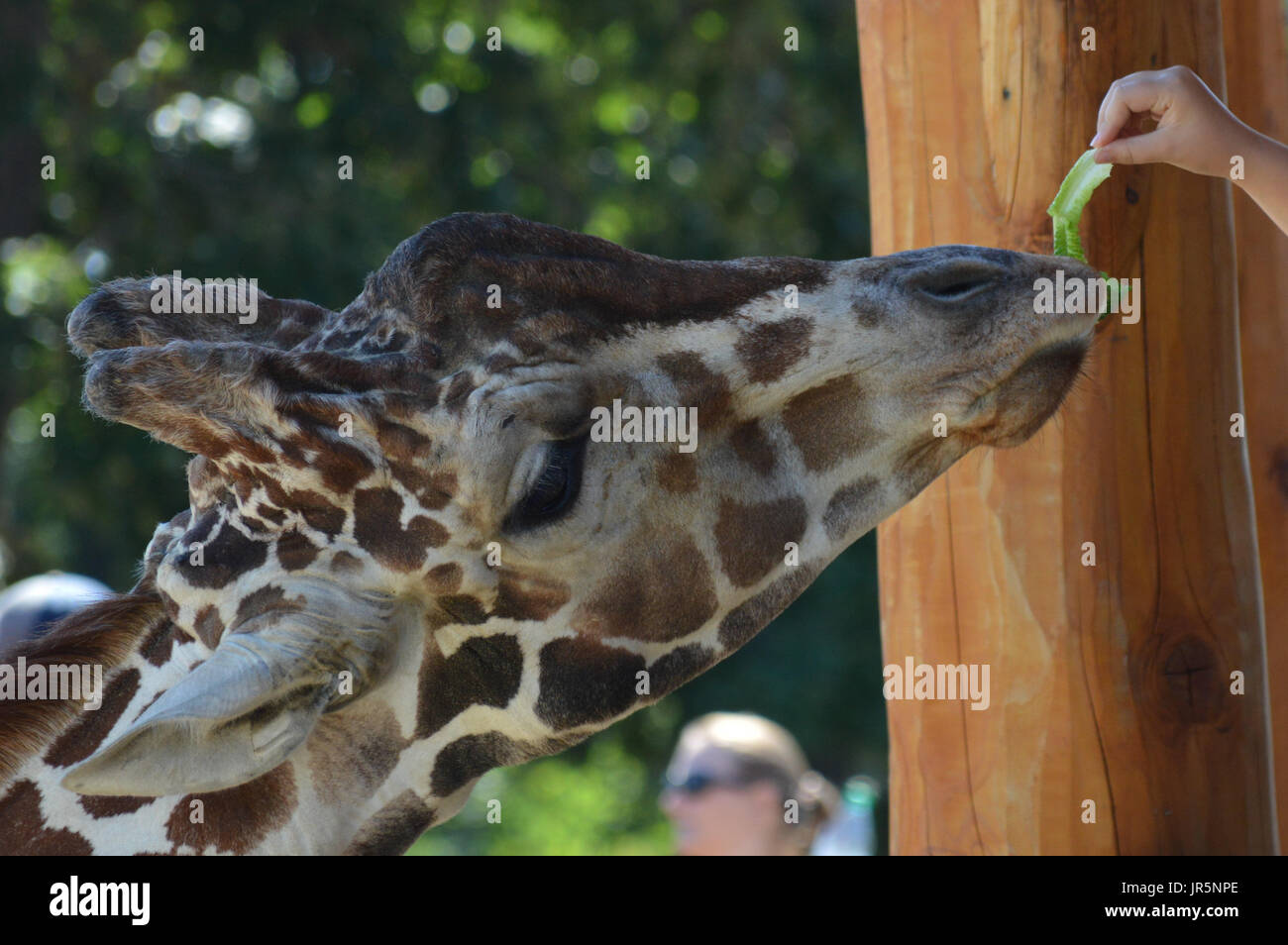 Feeding a giraffe Stock Photo - Alamy