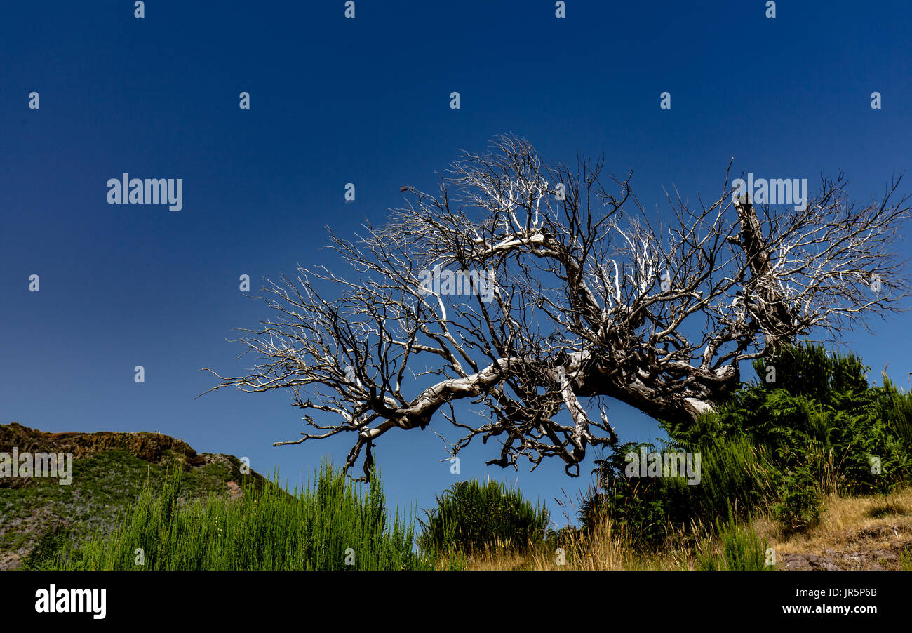 lonesome dead tree with moon in background Stock Photo - Alamy