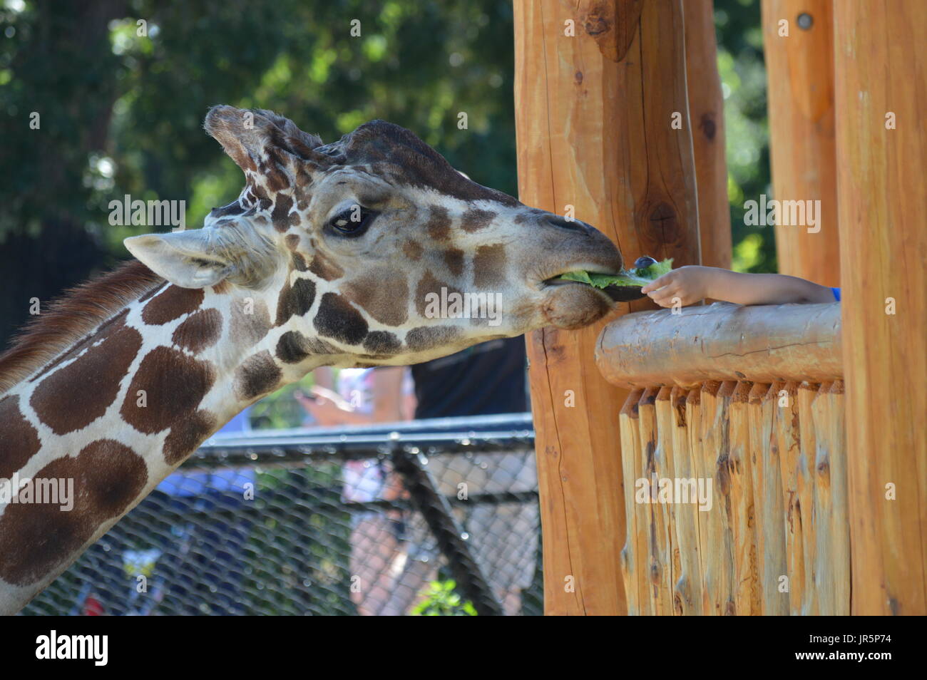 Feeding a giraffe Stock Photo - Alamy