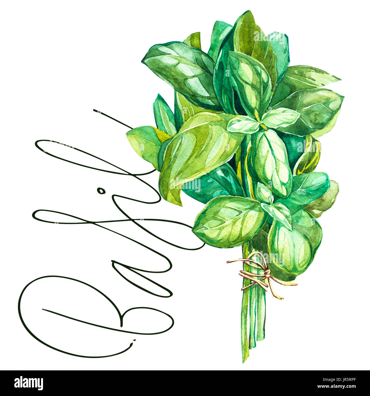 Botanical drawing of a basil leaver. Watercolor beautiful illustration ...