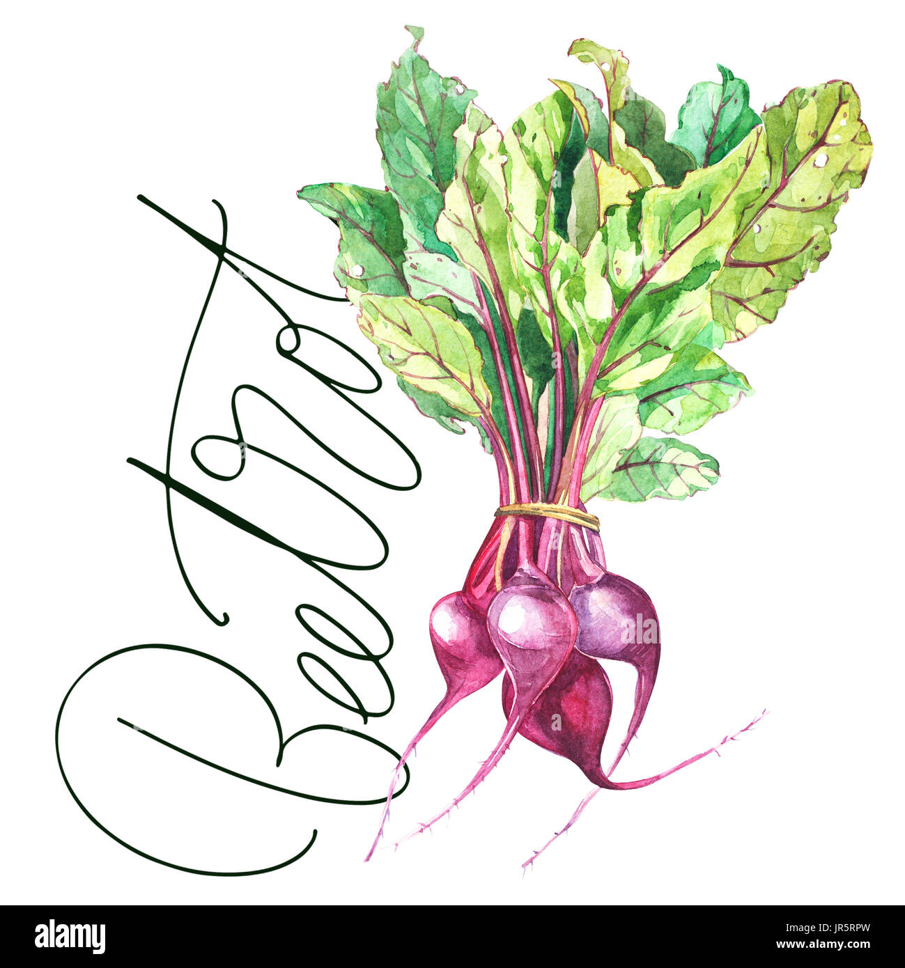 Beet Greens Drawing