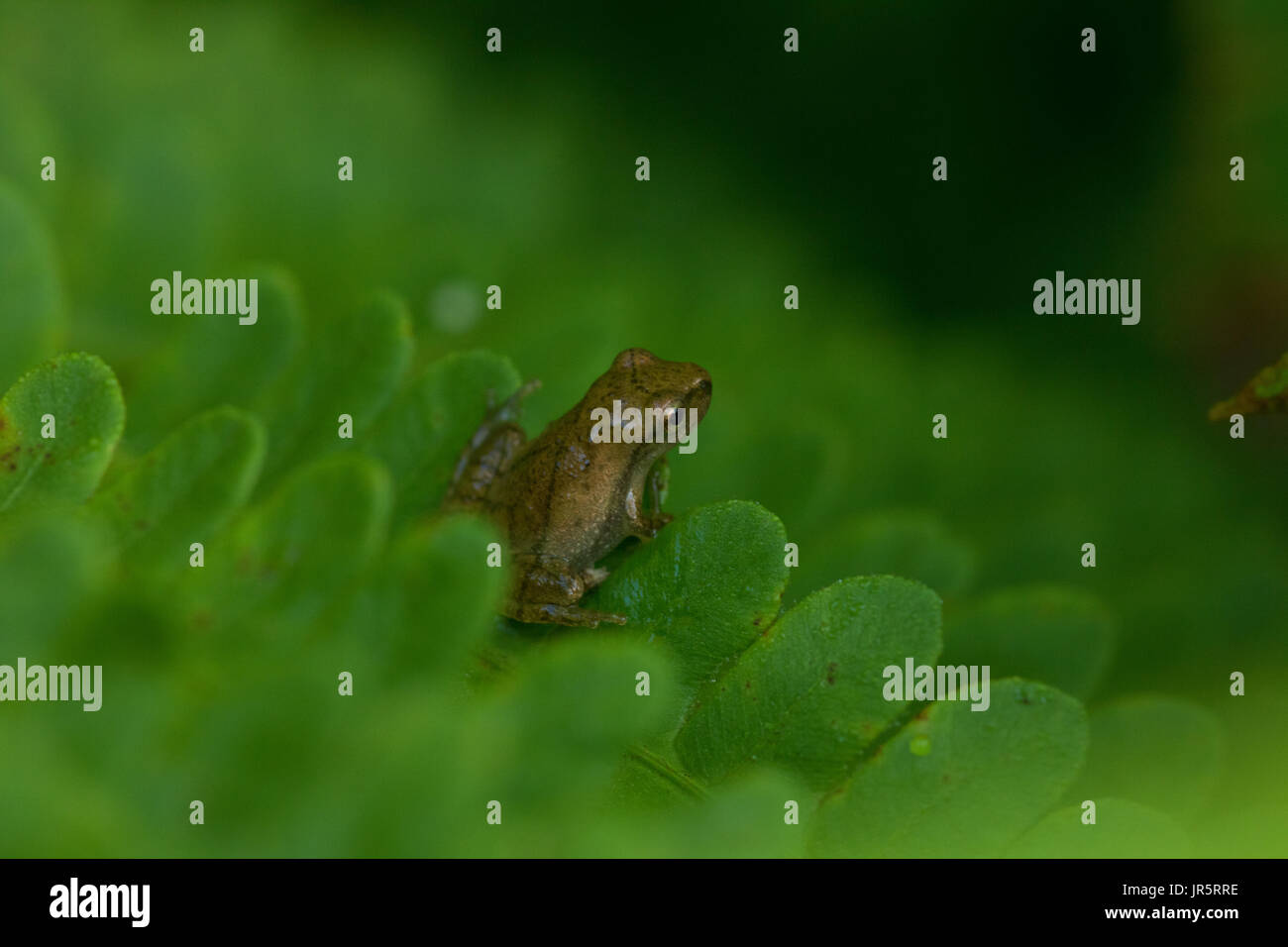 Crucifer hi-res stock photography and images - Alamy