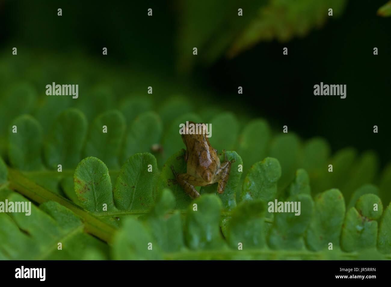 Crucifer hi-res stock photography and images - Alamy