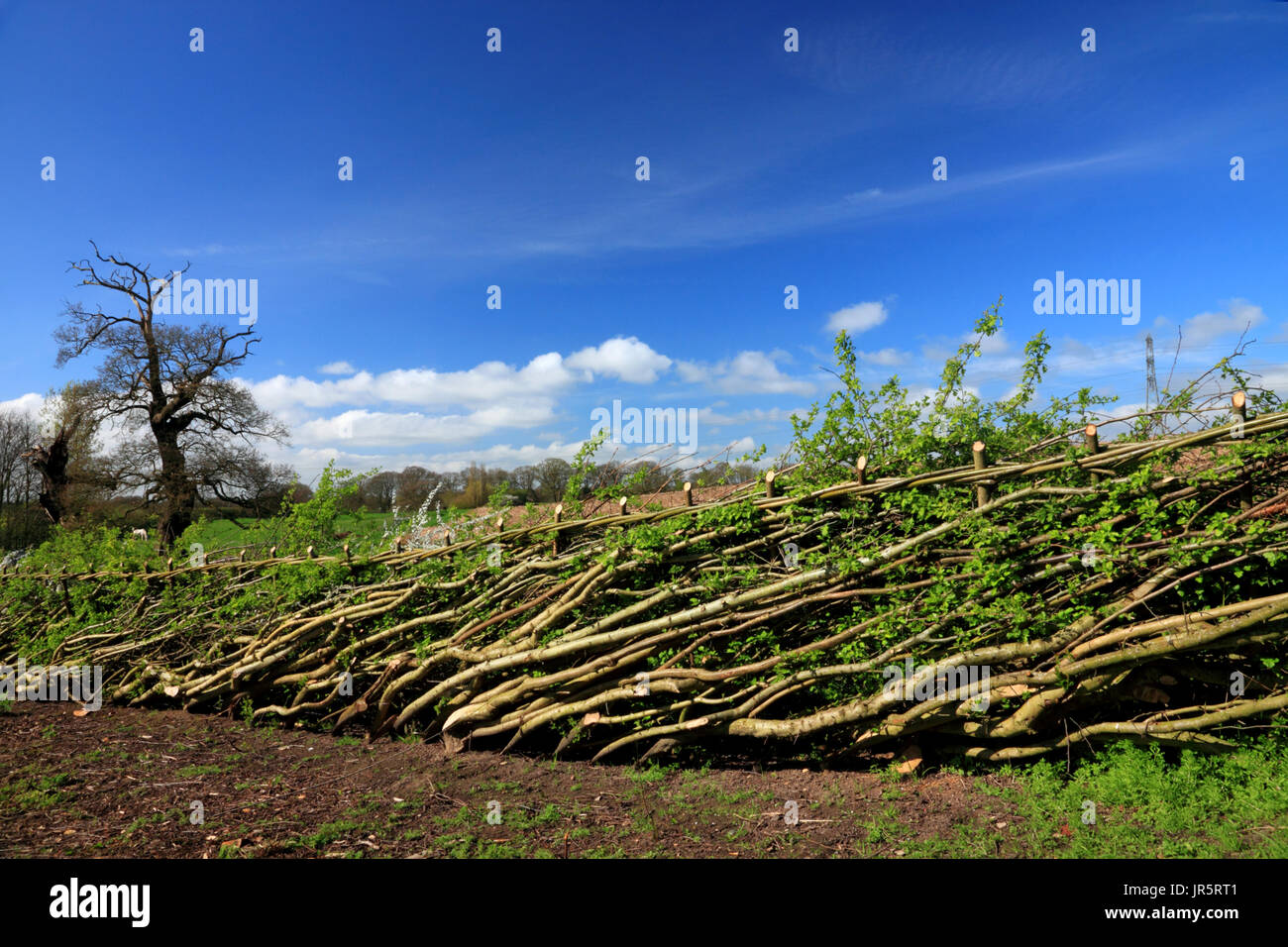 Hawthorn hedge hi-res stock photography and images - Alamy