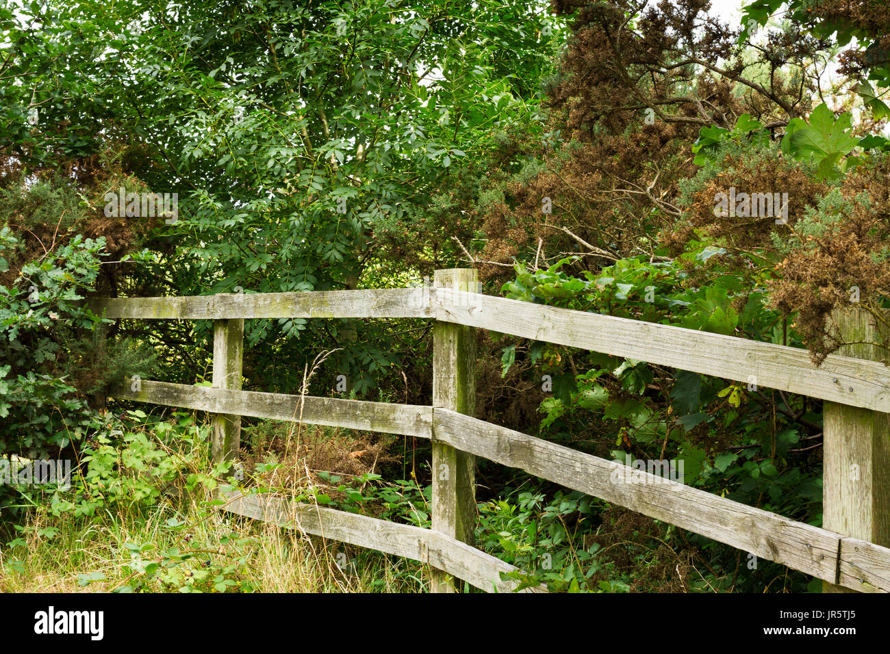 Turbary common hi-res stock photography and images - Alamy