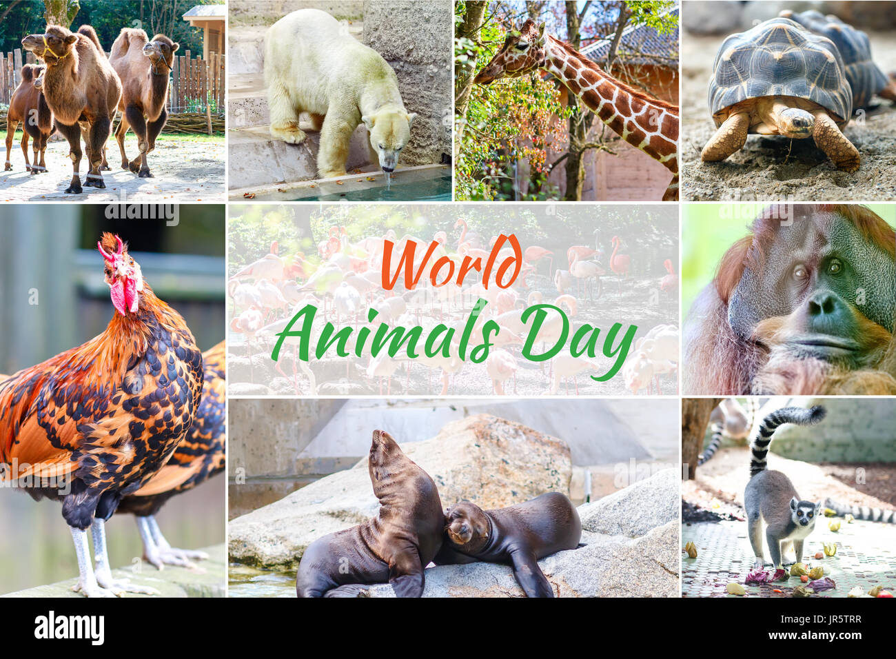 Safari world bangkok hi-res stock photography and images - Alamy