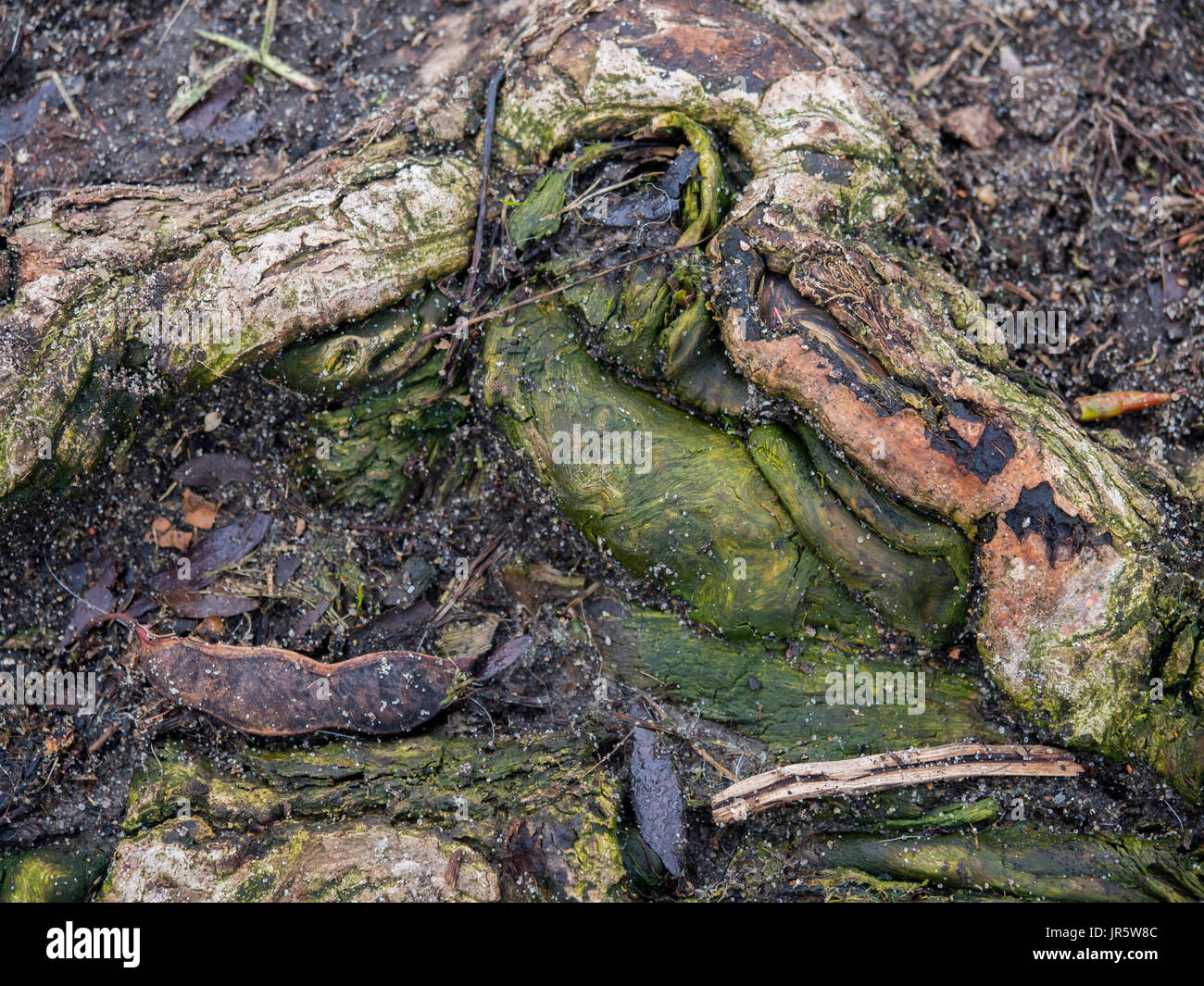 Background. Root of a tree with visible big cracks and algae Stock ...