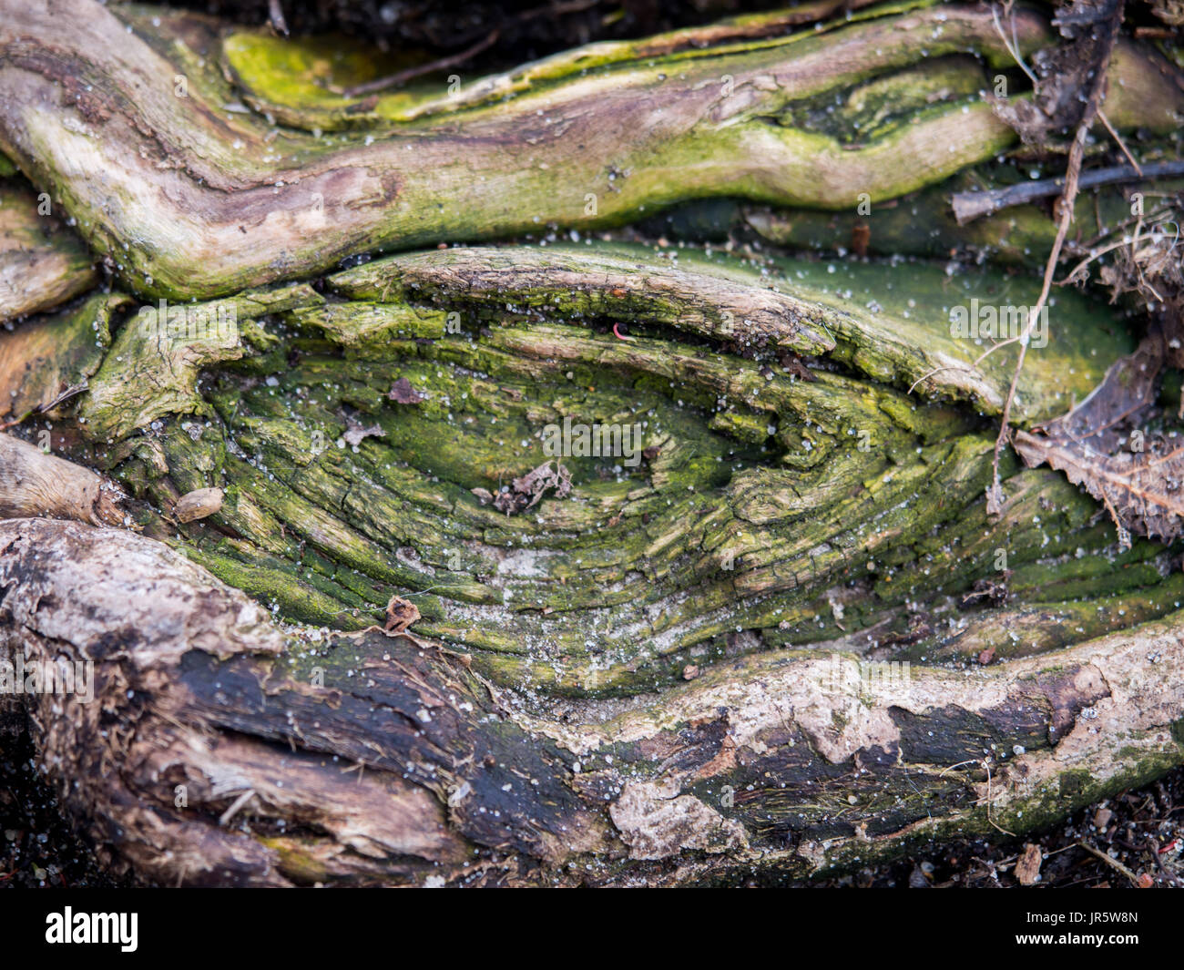 Background. Root of a tree with visible big cracks and algae Stock ...