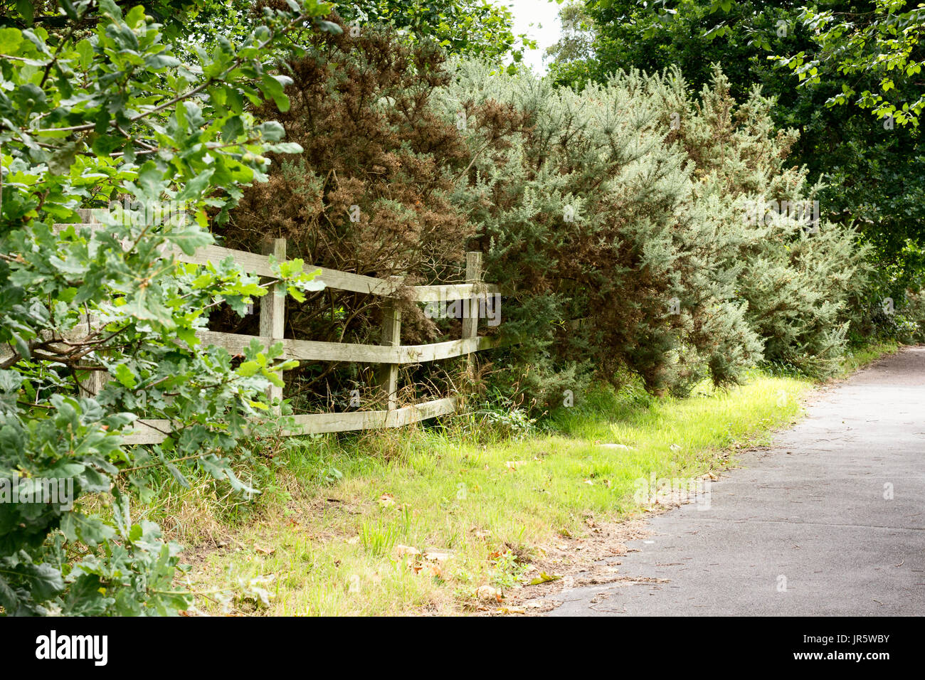 Turbary common hi-res stock photography and images - Alamy