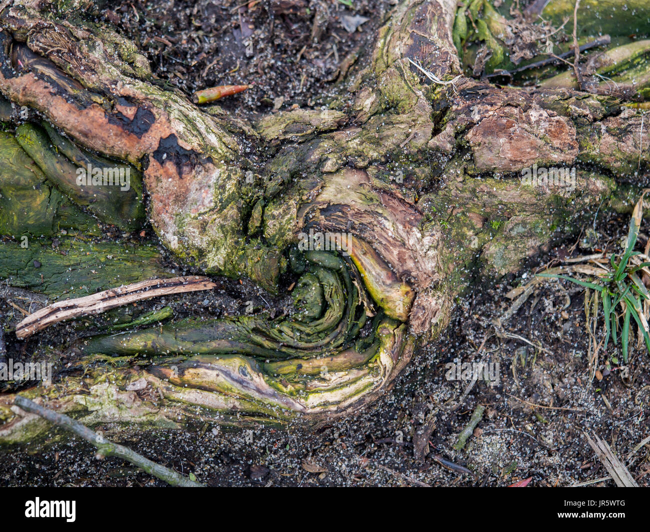 Background. Root of a tree with visible big cracks and algae Stock ...
