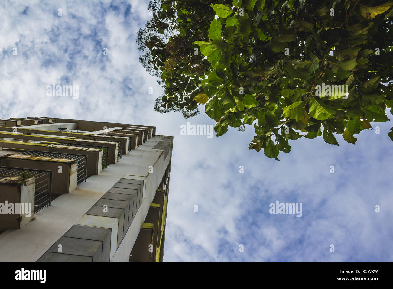 Tall skyscraper next to a tree Stock Photo - Alamy