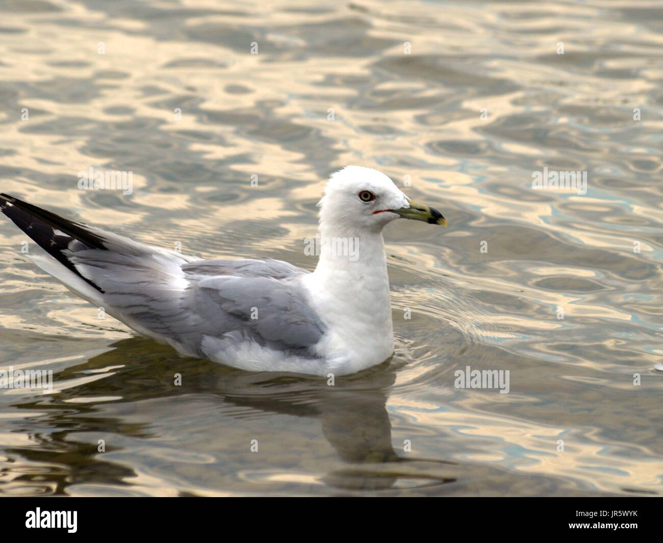 Gull doors hi-res stock photography and images - Alamy