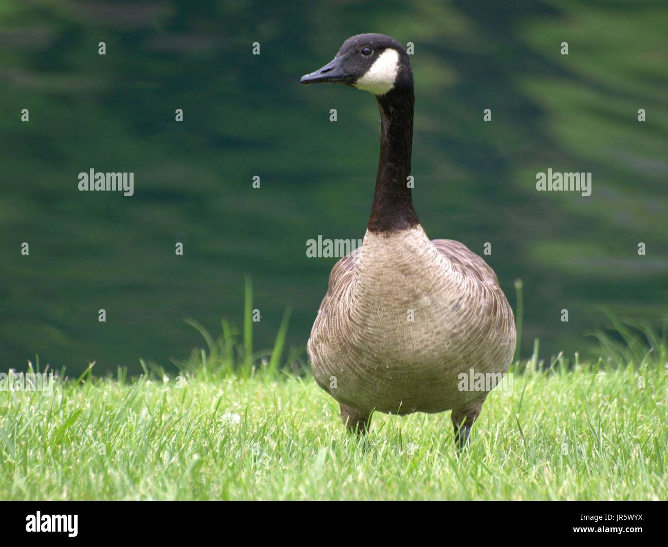 Canadian goose standing in grass with lake water behind it Stock Photo ...