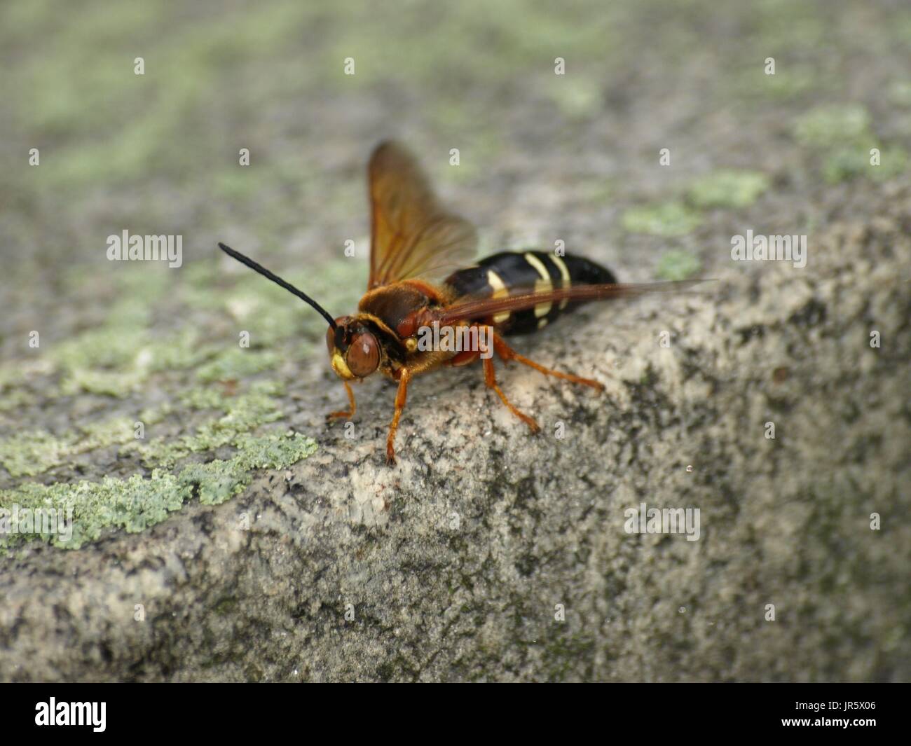 Cicada killer close up shot Stock Photo - Alamy
