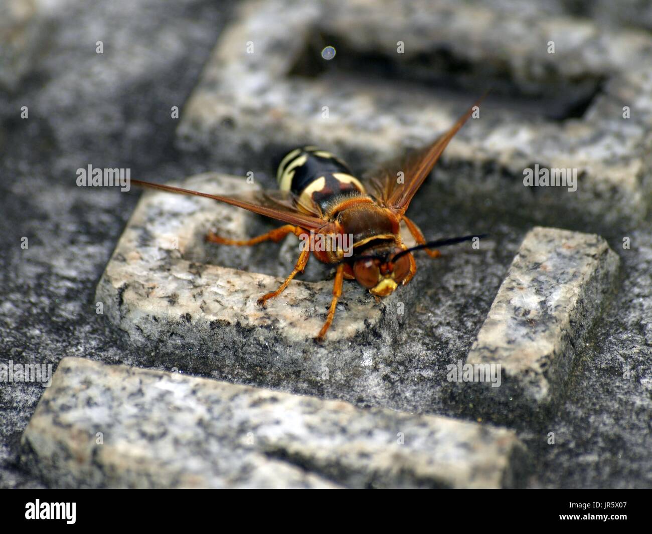 Wasp with rust colored wings hi-res stock photography and images - Alamy
