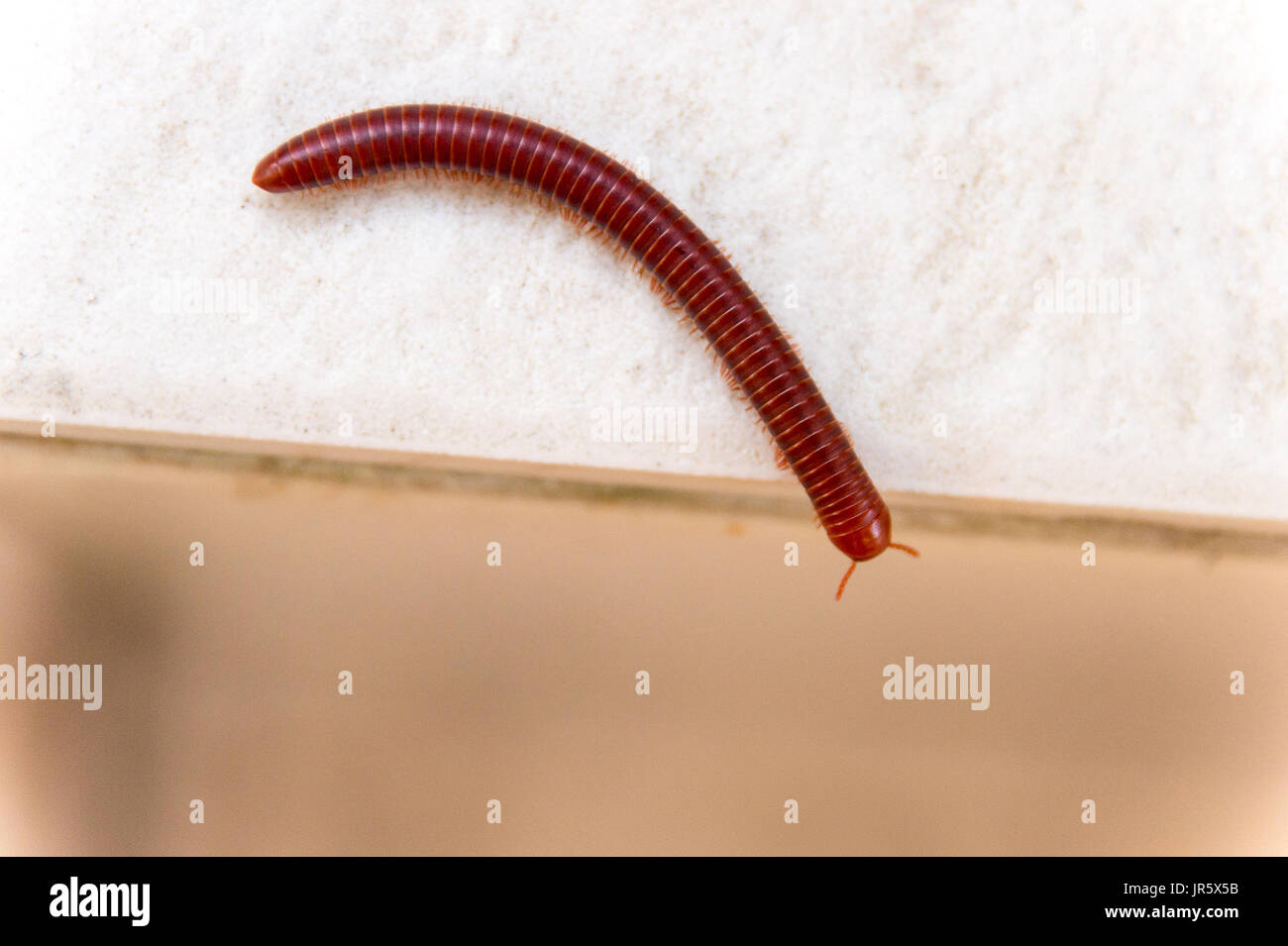 Millipede millipedes hi-res stock photography and images - Alamy